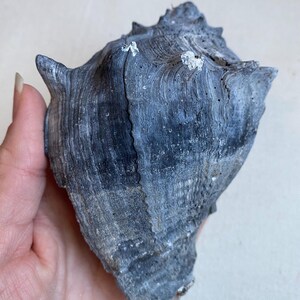 Large Melongena Blue Fossil Shell - Florida - Etsy
