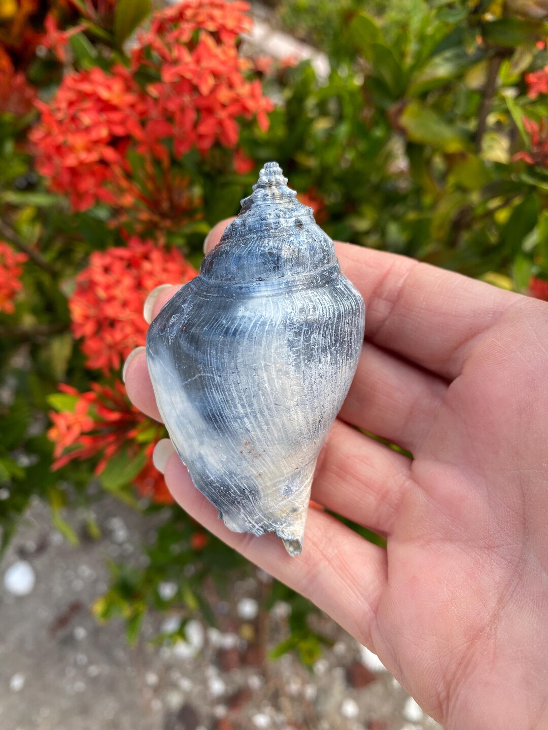 Blue and White Strombus Fossil Shell From Florida - Etsy