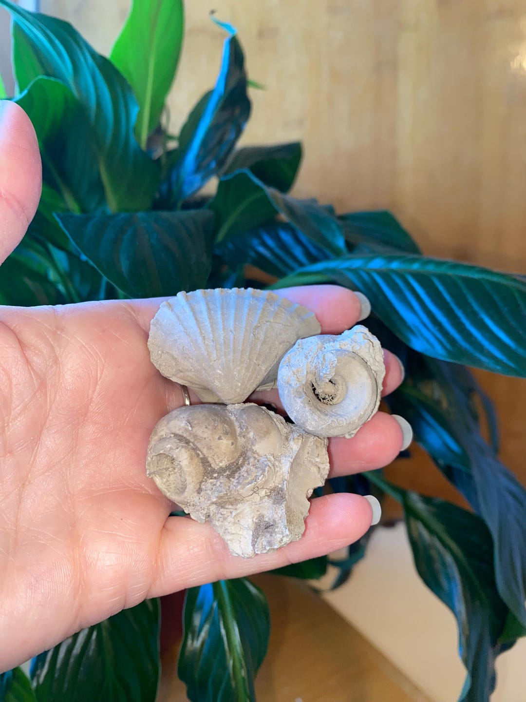 3 Fossil Steinkern Gastropods From Florida - Etsy