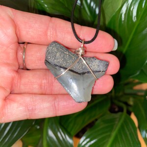 Small Megalodon Tooth Pendant Florida - Etsy