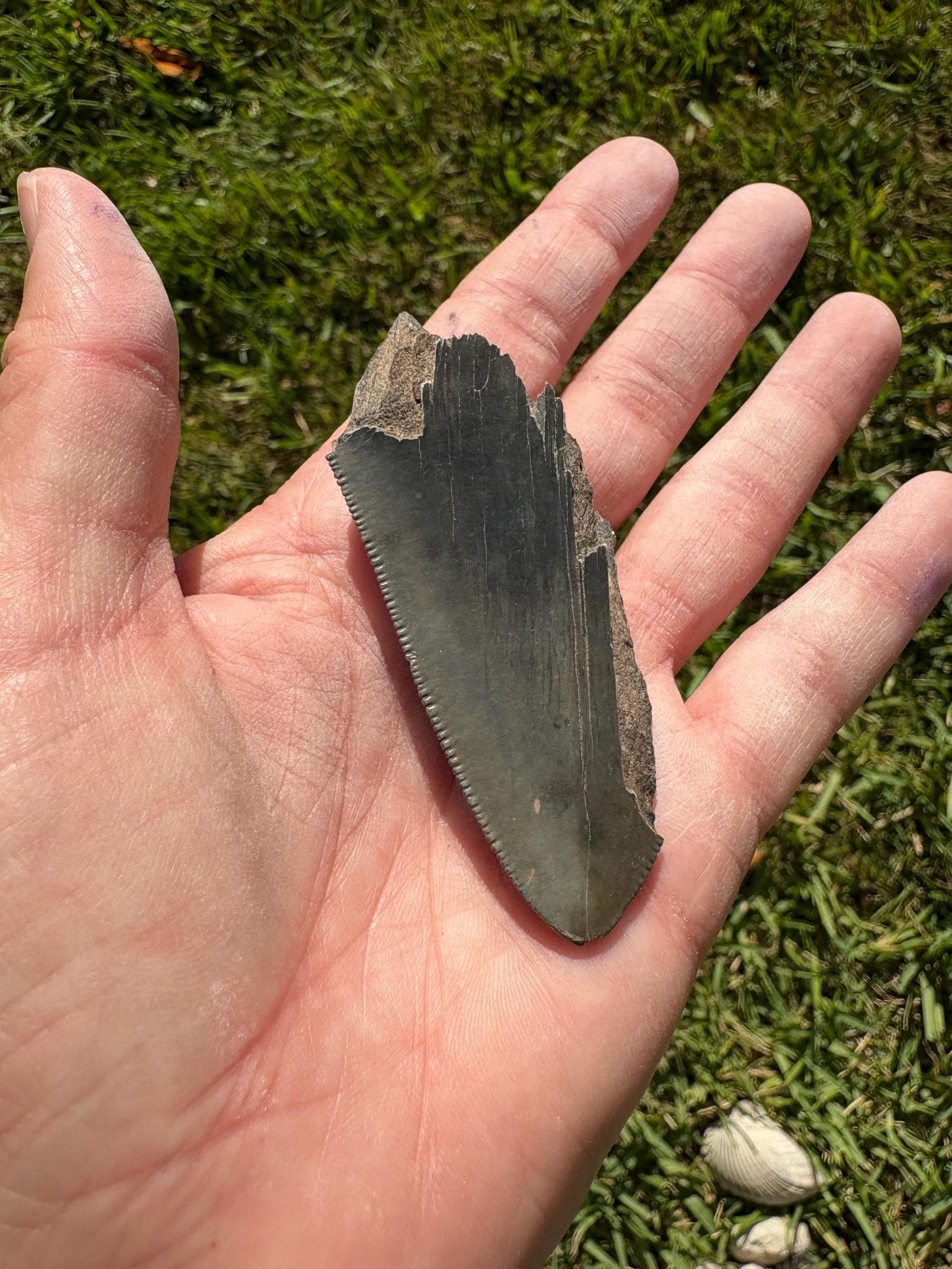 Megalodon Tooth Fossil - Half Tooth - Etsy