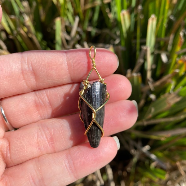 Alligator Tooth - Etsy