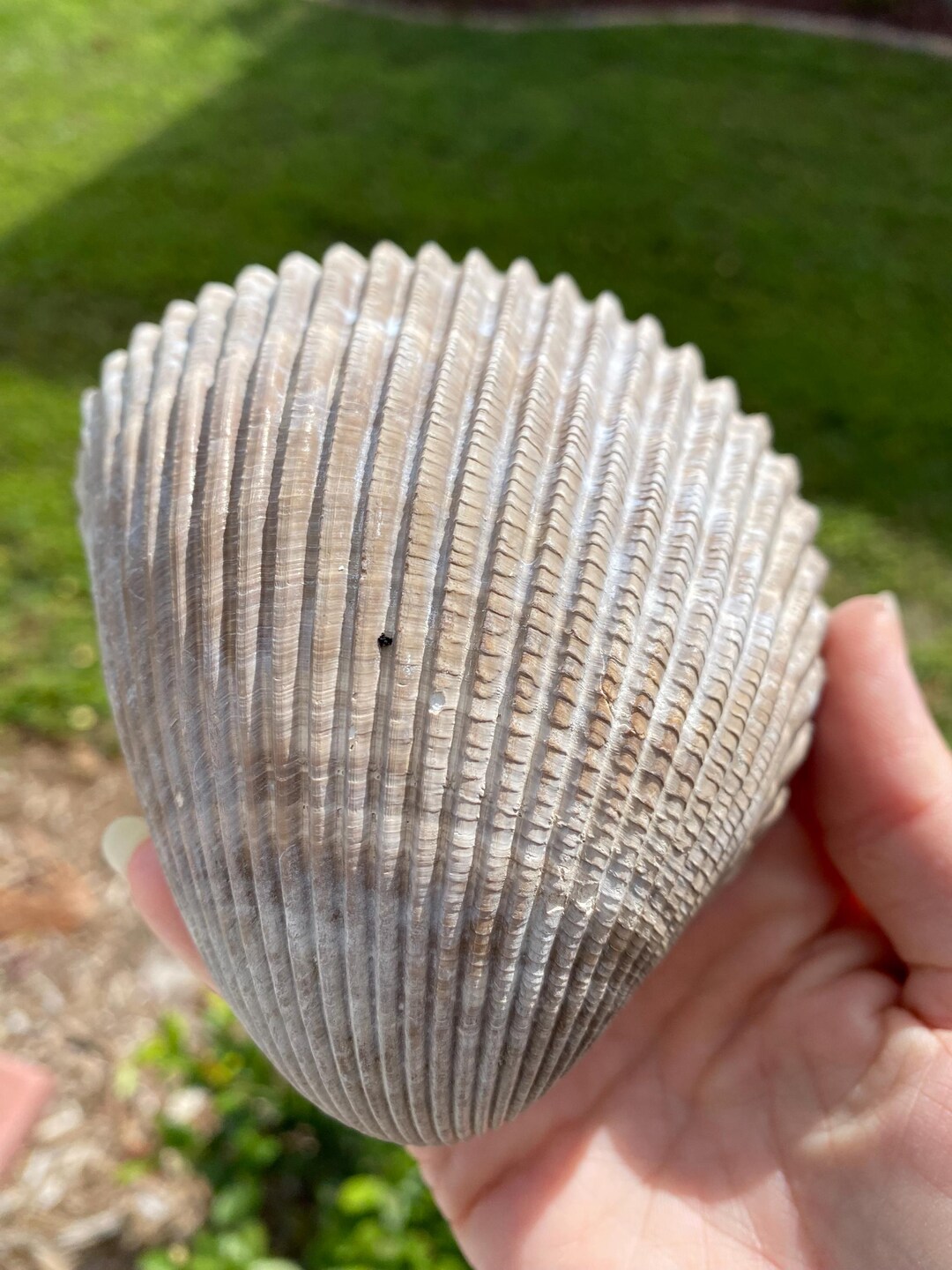 Extra Large Shell Fossil - Etsy