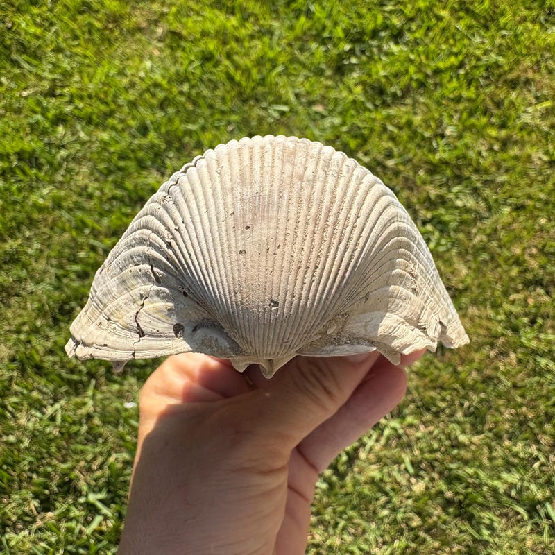 ManicBotanicArt - Etsy