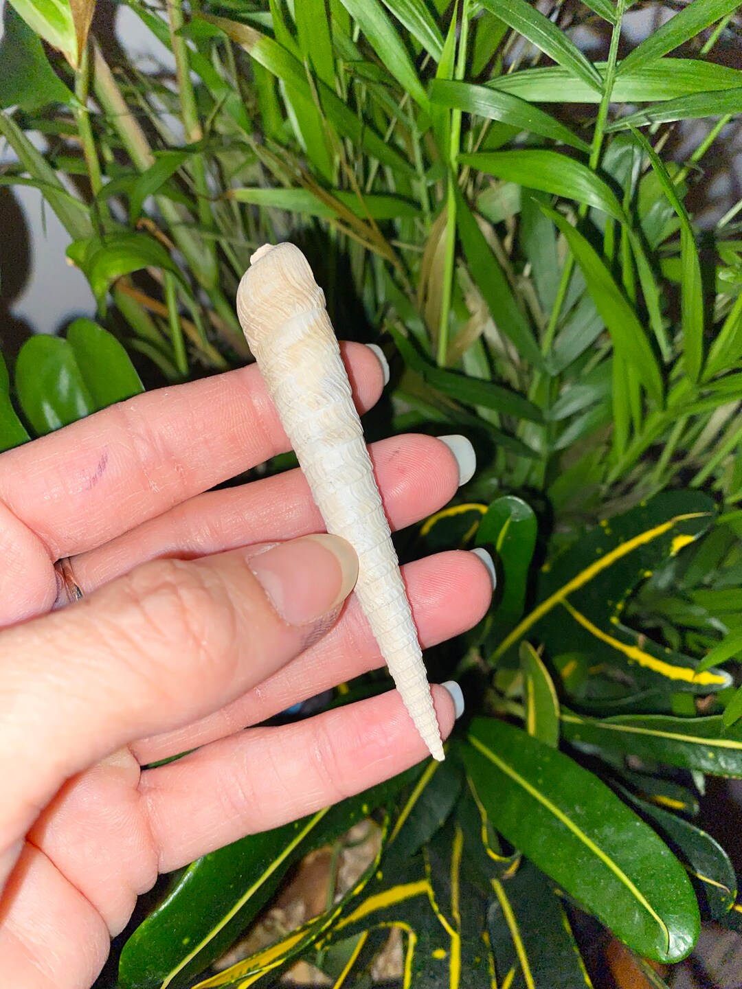 Flame Auger Fossil Shell From Florida - Etsy