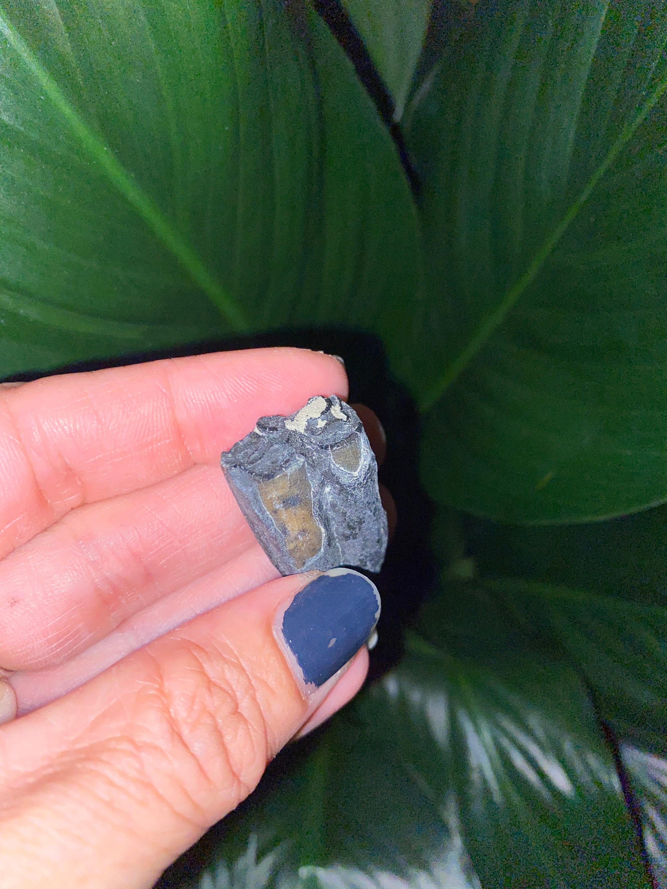 Fossilized Horse Tooth Extinct Three Toed Horse - Etsy