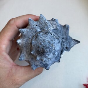 Large Melongena Blue Fossil Shell - Florida - Etsy