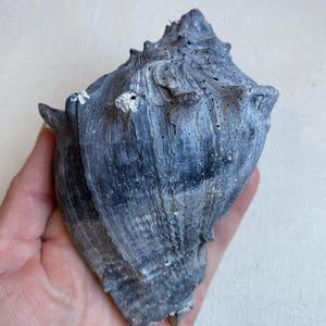 Large Melongena Blue Fossil Shell - Florida - Etsy