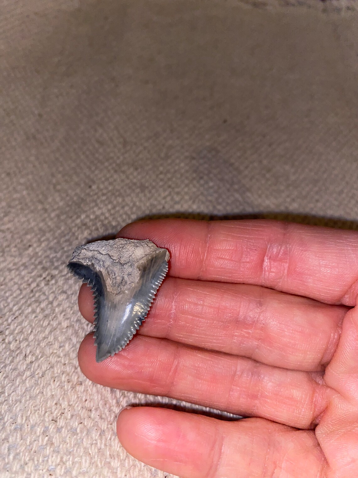 Bone Valley Hemipristis Serra Shark Tooth Fossil - Etsy