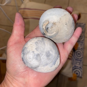 Sharks Eye Moon Snail Shells - Etsy