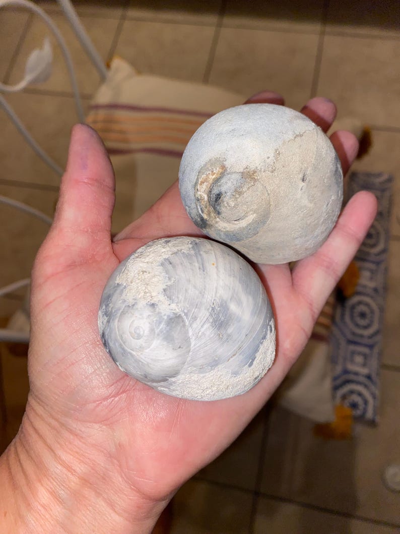 Sharks Eye Moon Snail Shells - Etsy