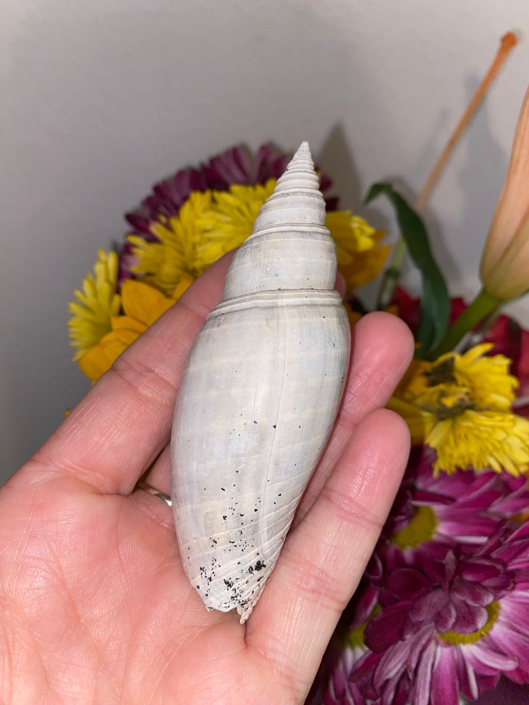 Fossilized Mitre Shell From Florida - Etsy