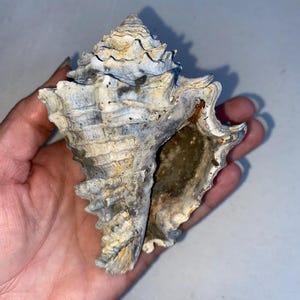 Colorful Fossilized Vase Shell From Florida - Etsy