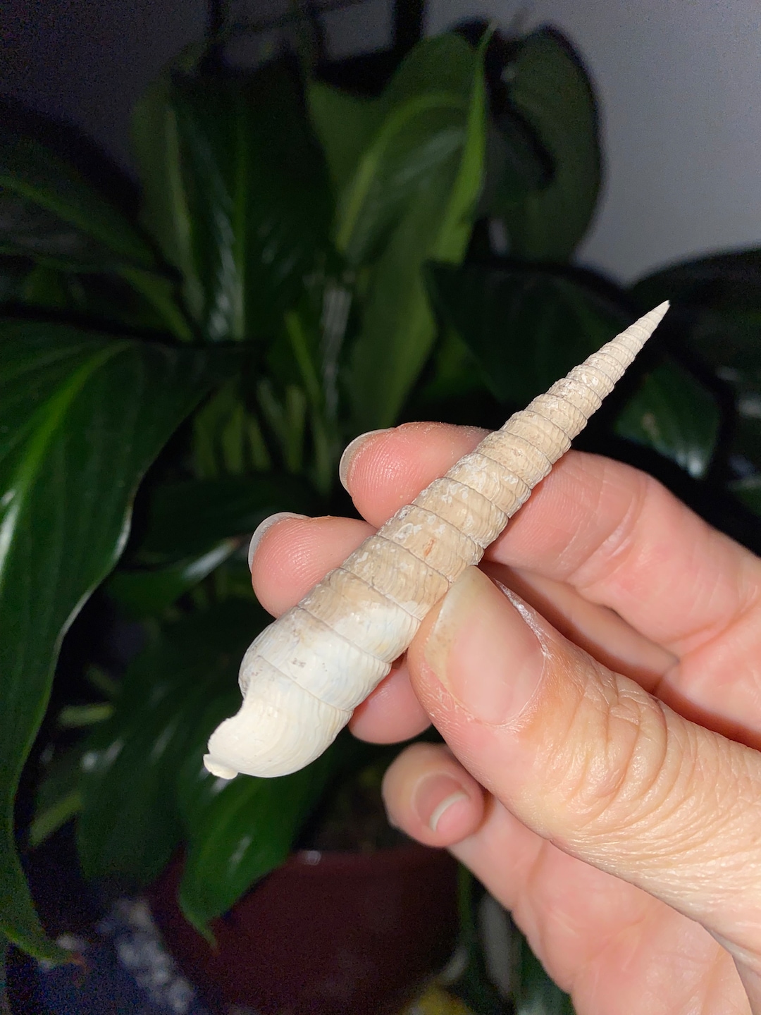 Flame Auger Fossil Shell From Florida - Etsy