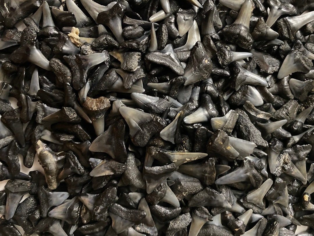 50 Small Fossil Shark Teeth - Etsy