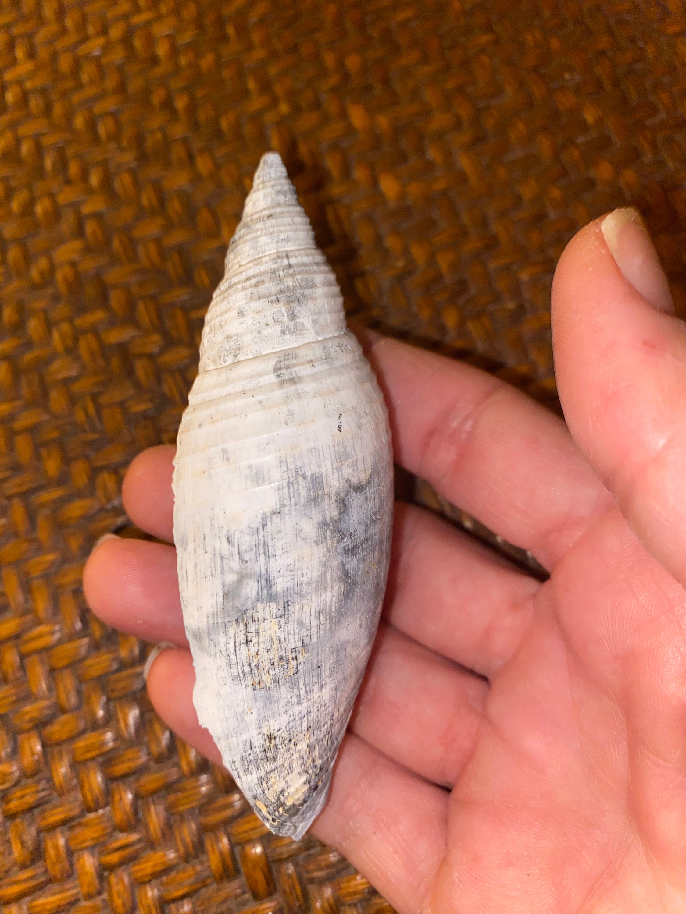 Blue and White Fossilized Mitre Shell From Florida - Etsy
