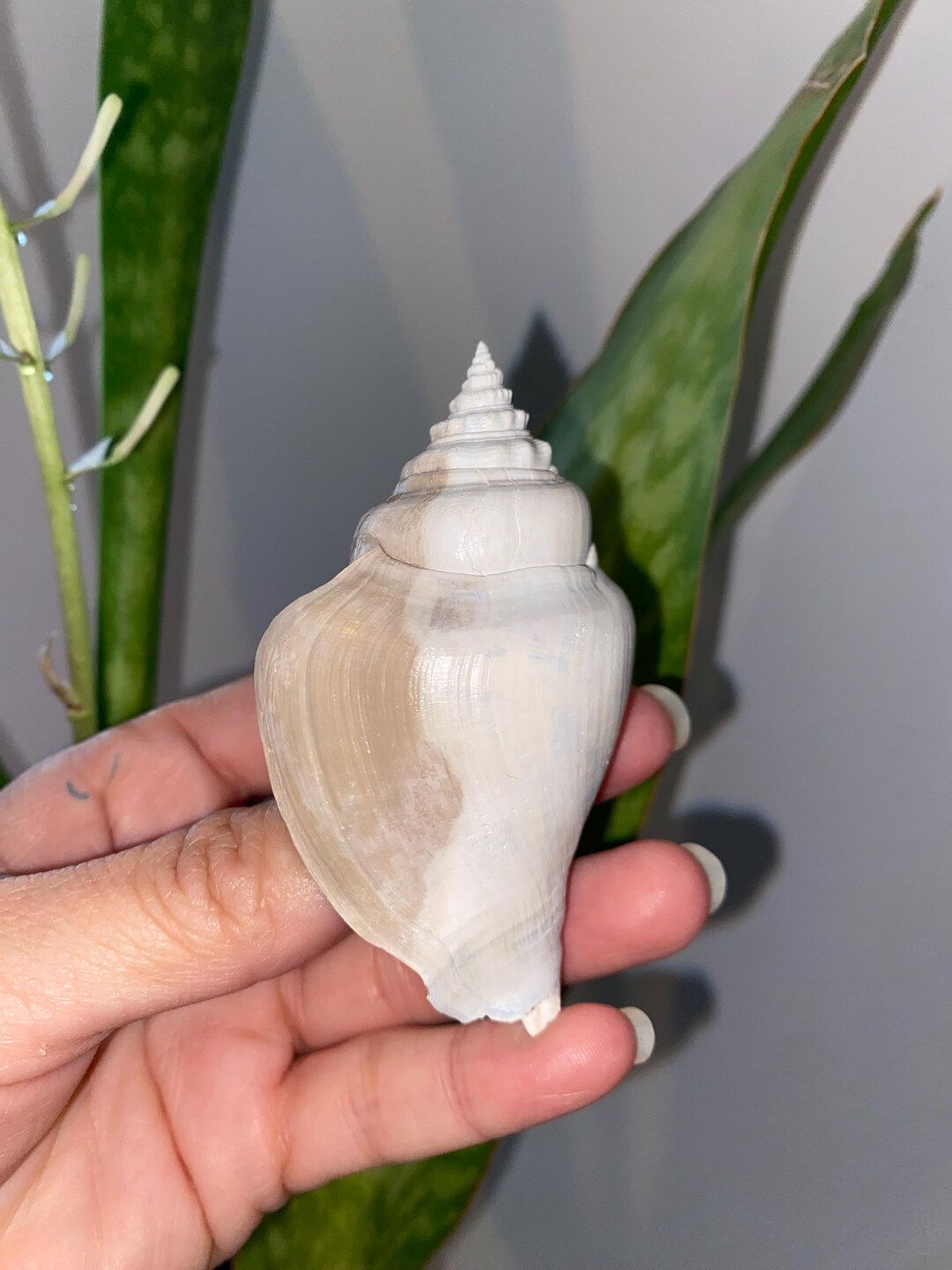 Strombus Shell Fossil From Florida - Etsy