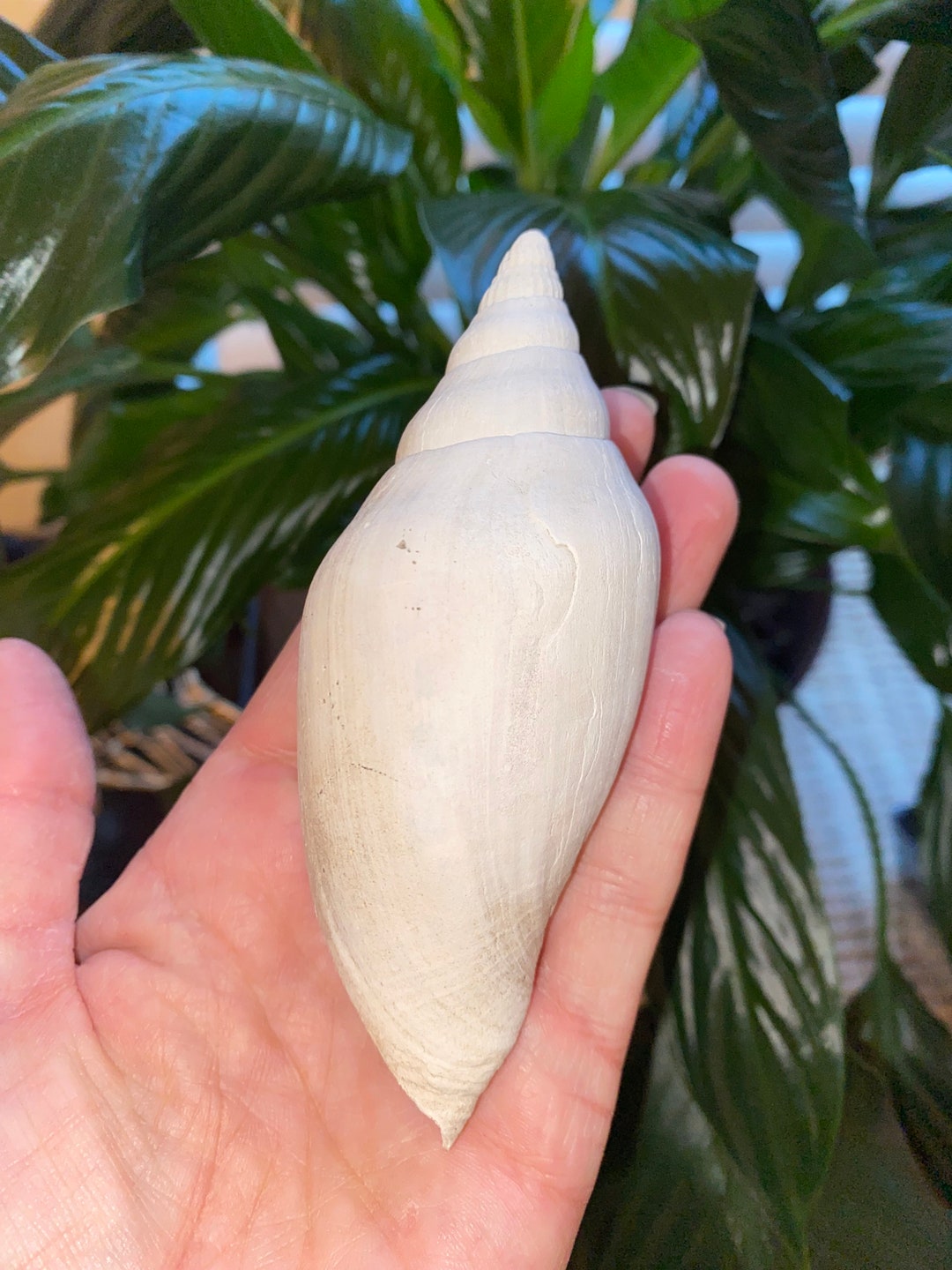 Fossilized Junonia Shell From Florida - Etsy