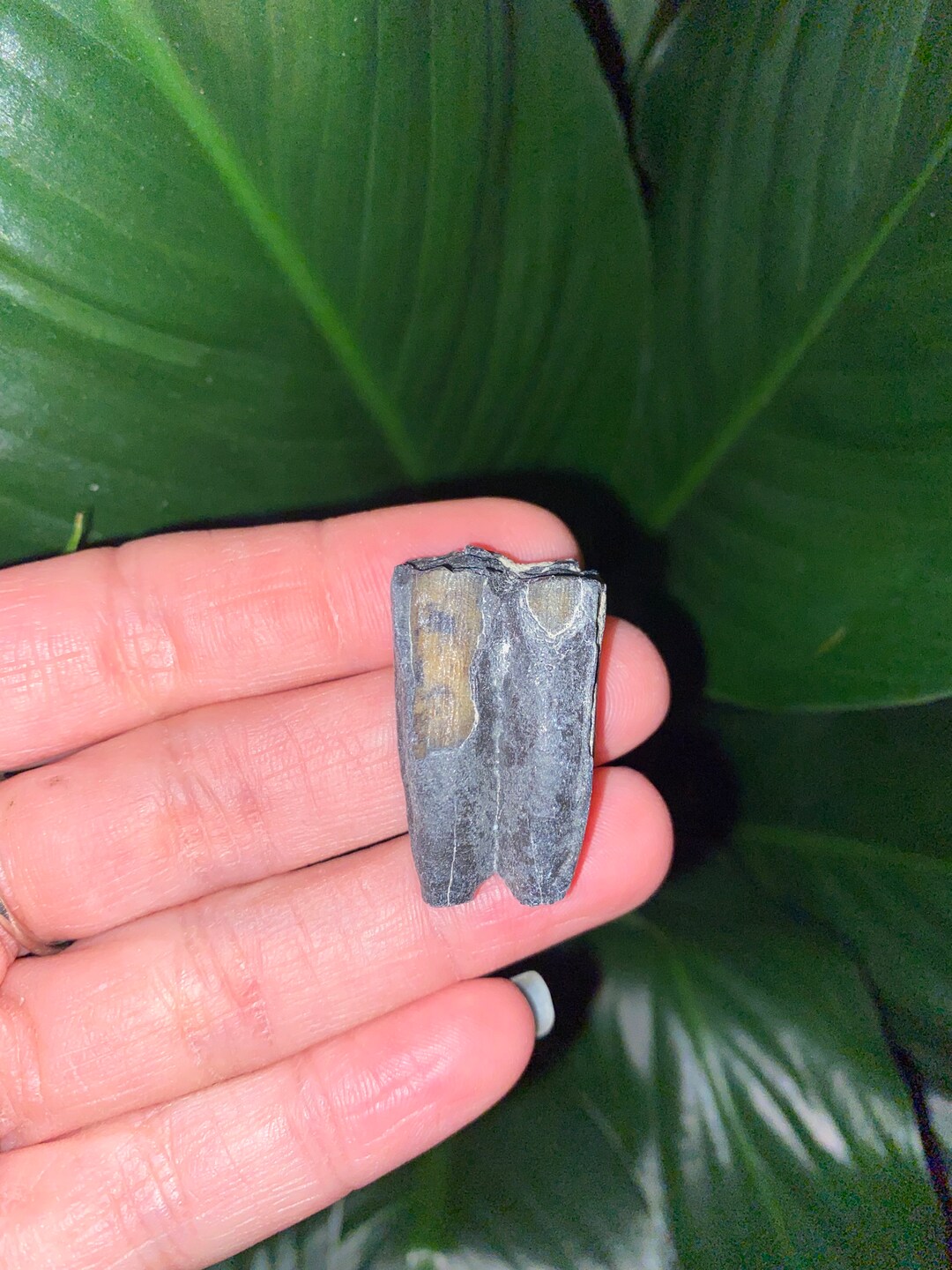 Fossilized Horse Tooth - Extinct Three Toed Horse - Etsy