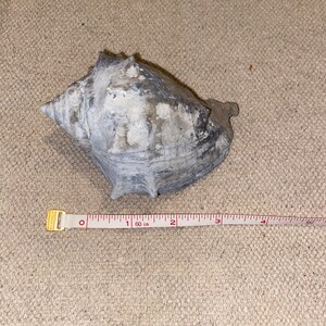 Fossilized Florida Melongena Shell - Etsy