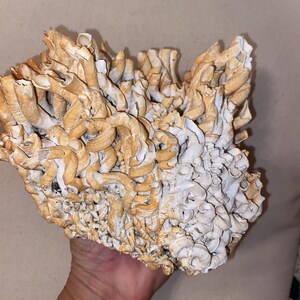 Large Cluster of Fossil Worm Snails - Rare - Etsy