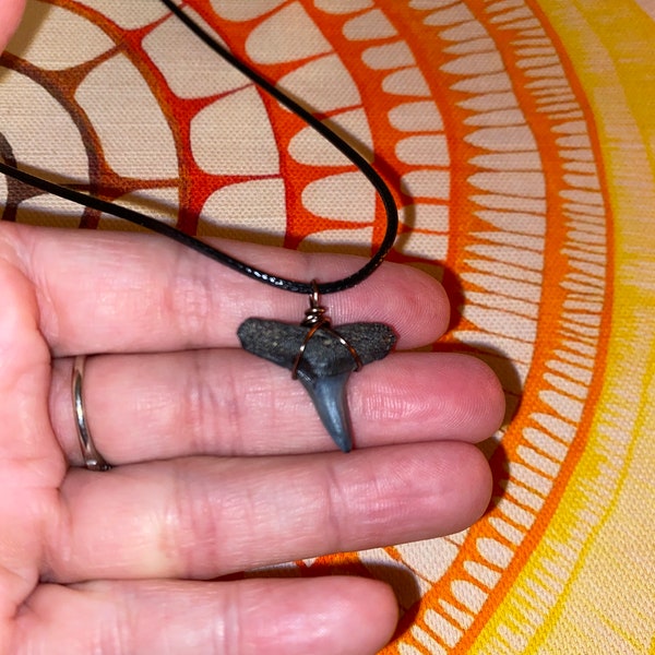 Lemon Shark Tooth - Etsy