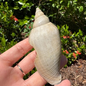 Fossilized Junonia Shell From Florida - Etsy