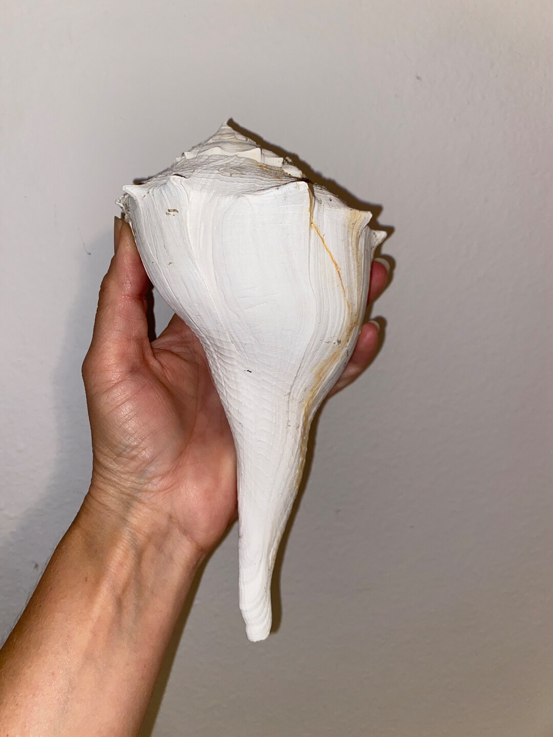 Large Fossilized Whelk Seashell From Florida - Etsy
