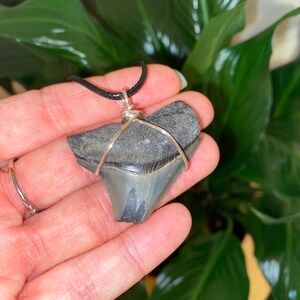 Small Megalodon Tooth Pendant Florida - Etsy