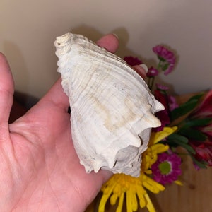 Fossilized Florida Melongena Shell - Etsy