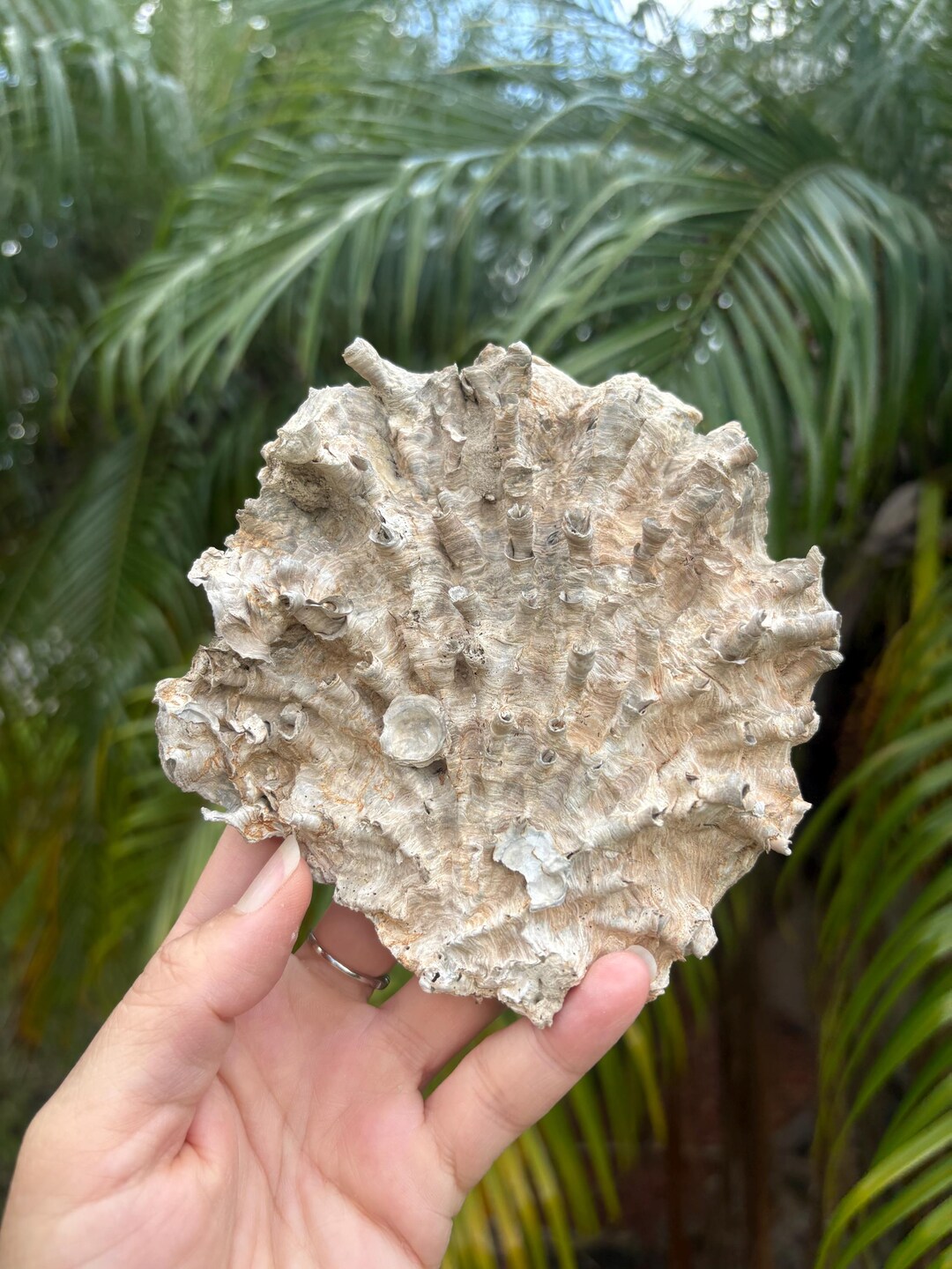 Large Fossil Oyster Shell From Florida - Etsy