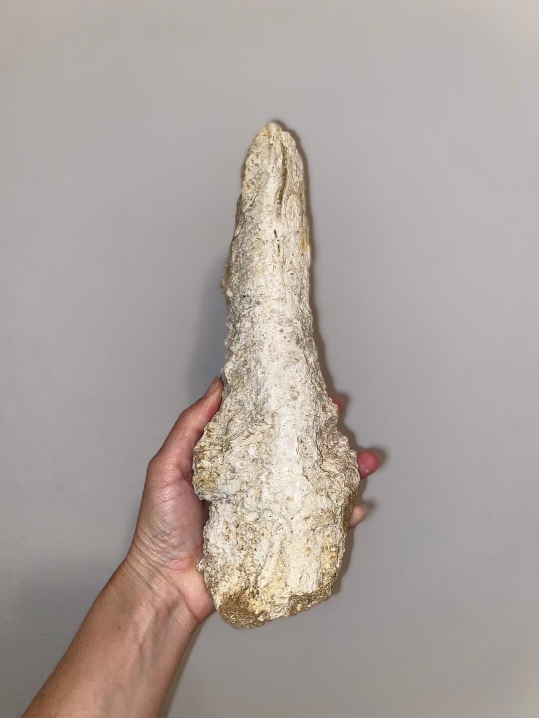 Huge Fulgurite Specimen From Sarasota Florida - Etsy