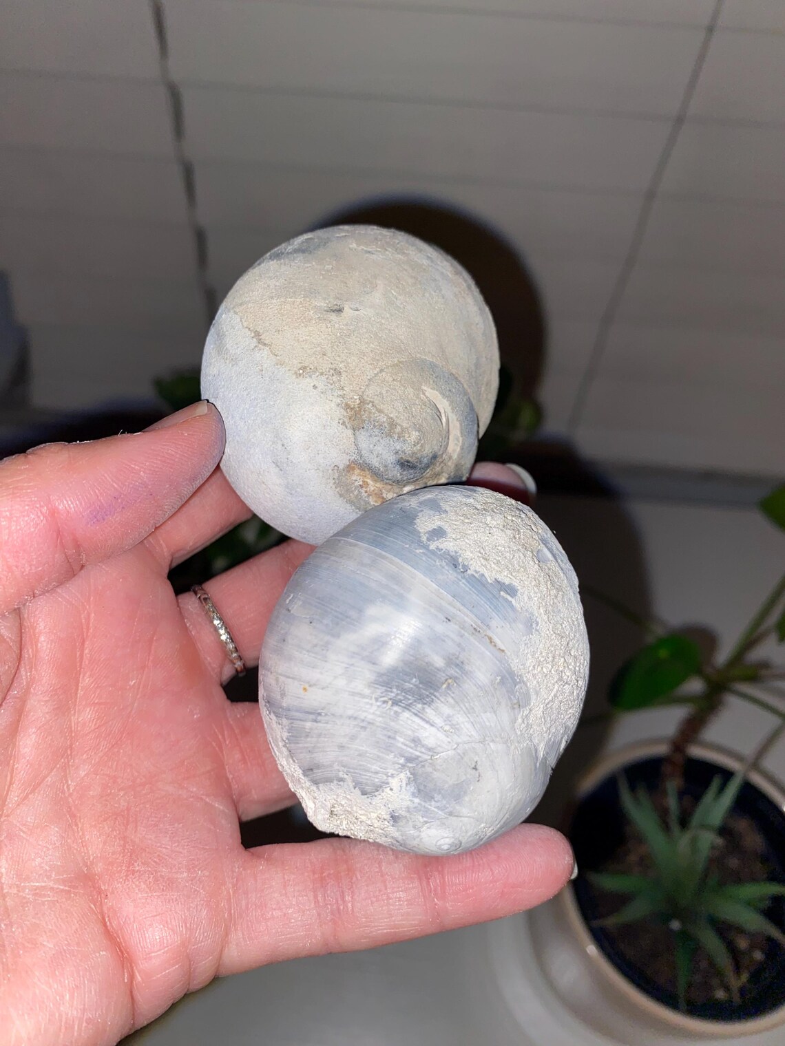Sharks Eye Moon Snail Shells - Etsy