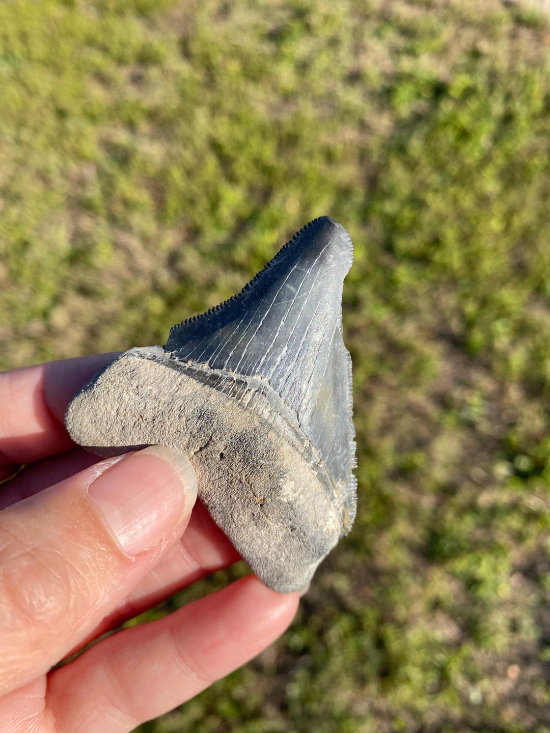 Bone Valley Megalodon Tooth - Etsy