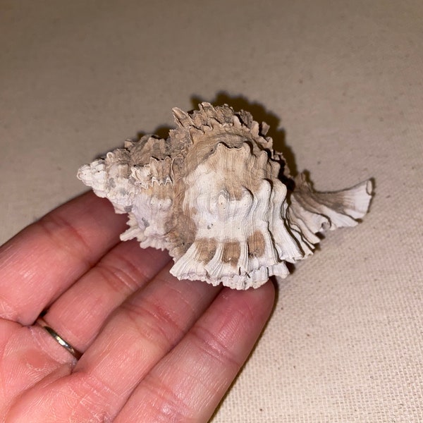 Murex Shell - Etsy