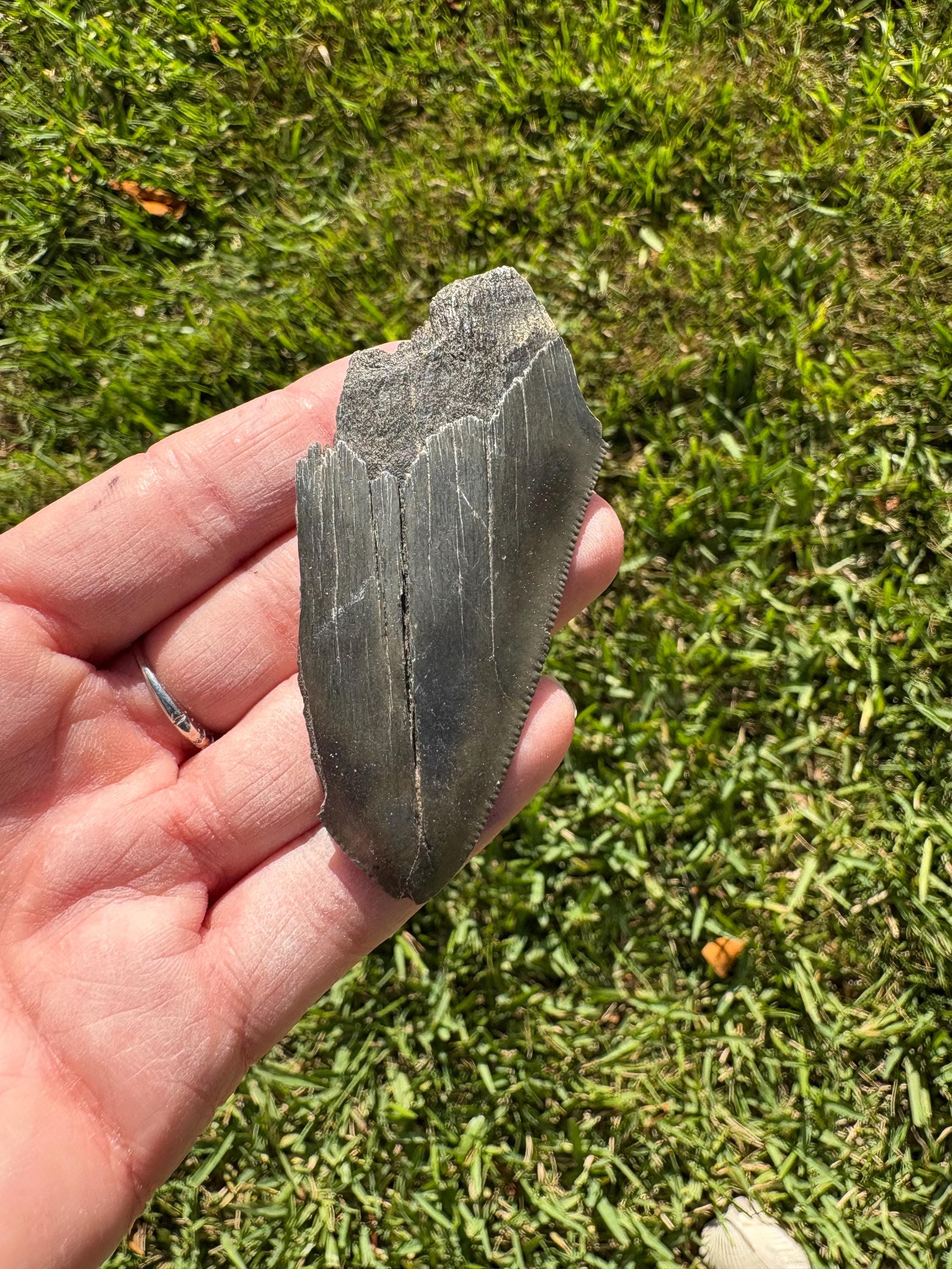 Megalodon Tooth Fossil - Half Tooth - Etsy