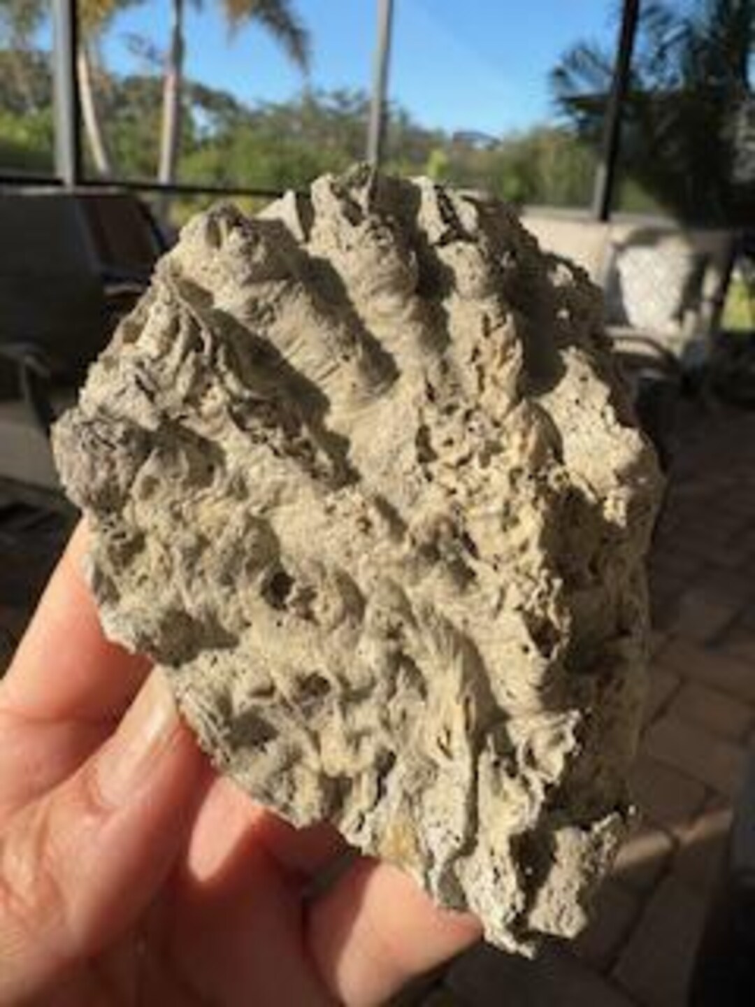 Large Fossilized Bivalve Shell - Etsy