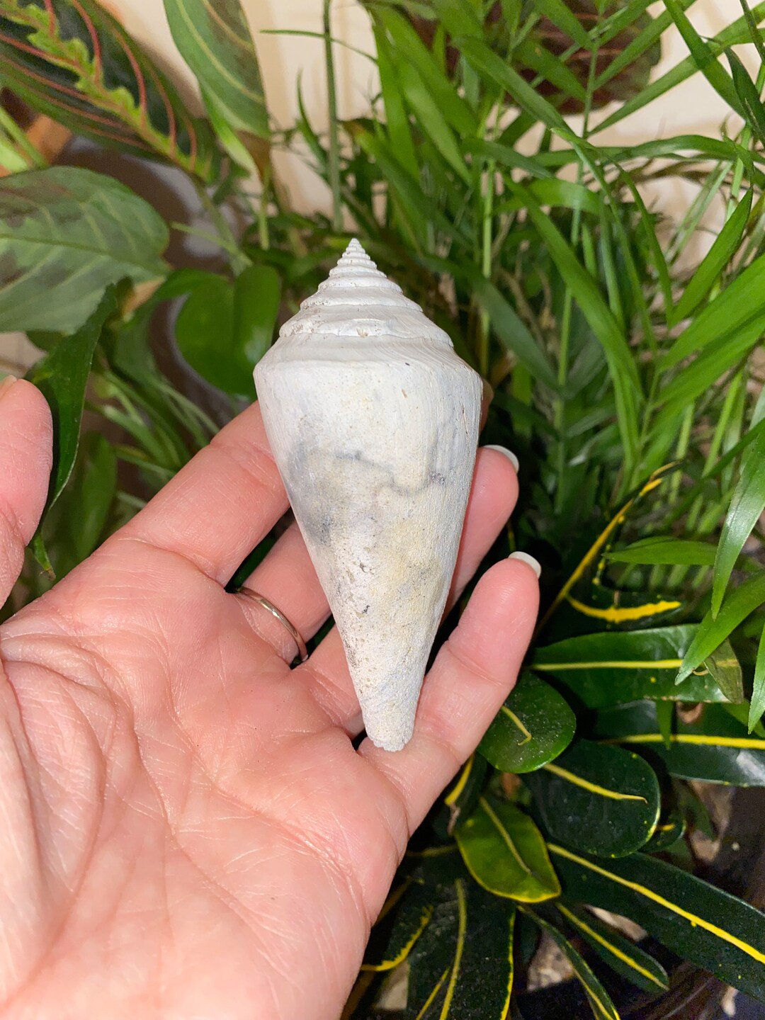 Large Fossilized Cone Shell Florida - Etsy