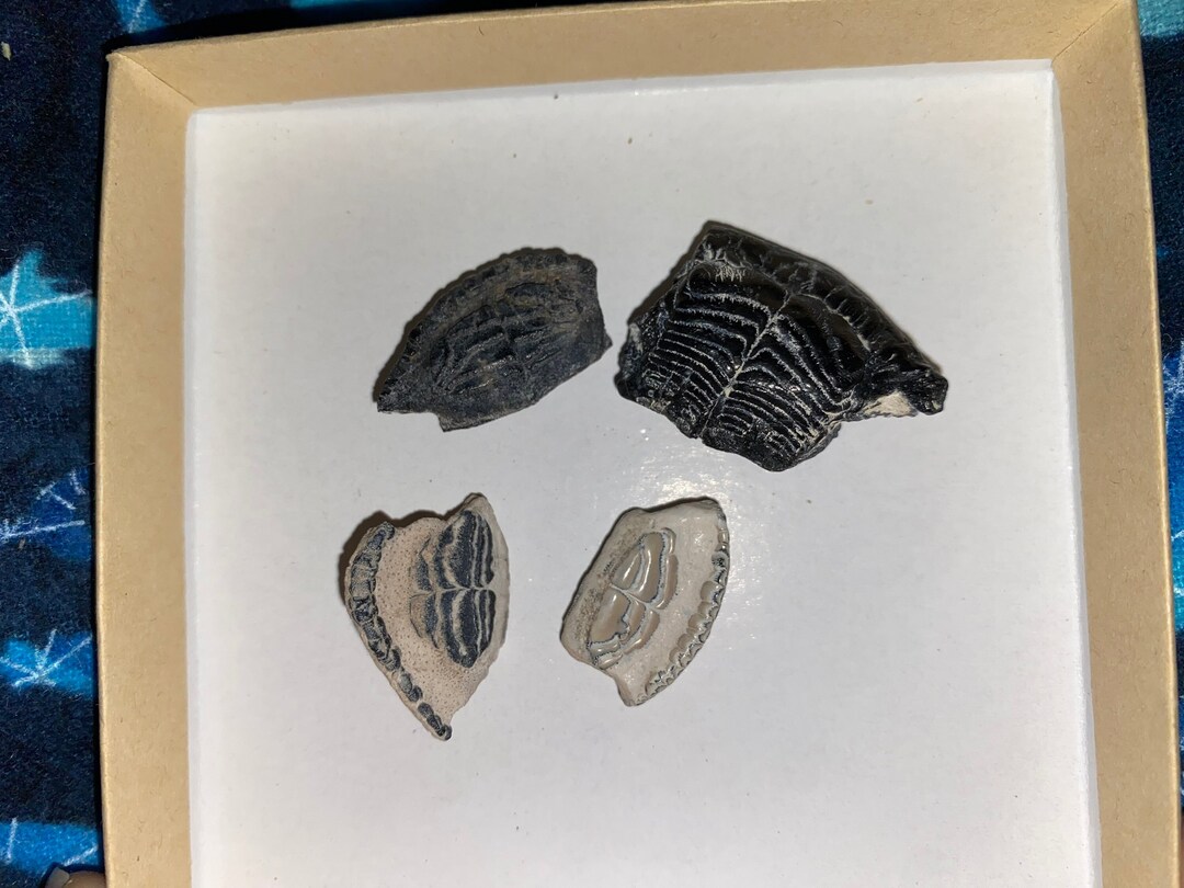 4 Puffer Fish Mouth Plate Fossils - Etsy