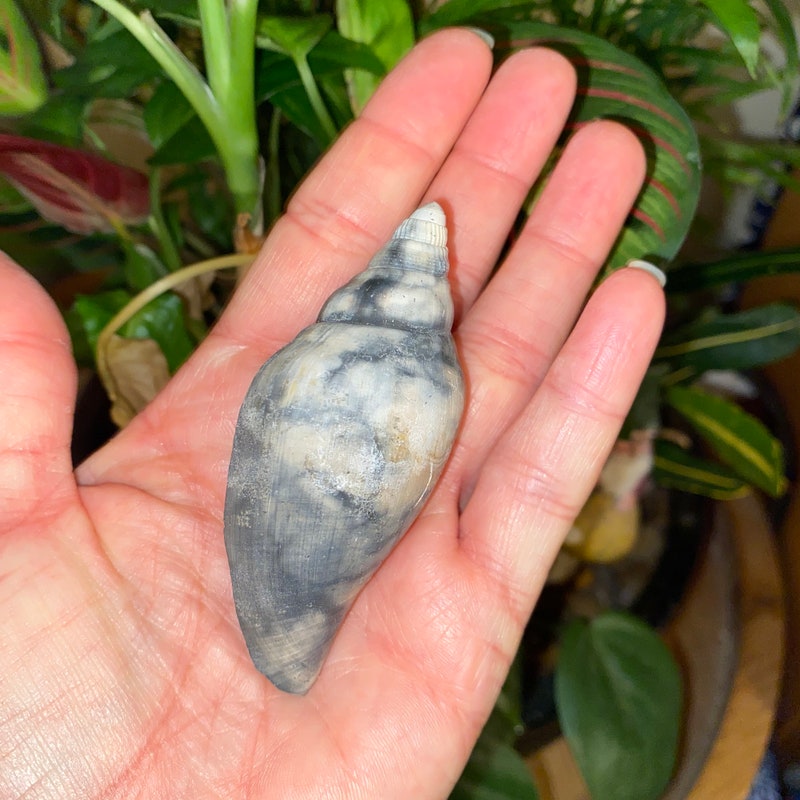 Rare Sea Shells - Etsy