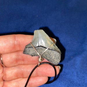 Small Megalodon Tooth Pendant Florida - Etsy