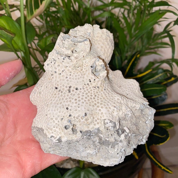 Fossil Coral - Etsy