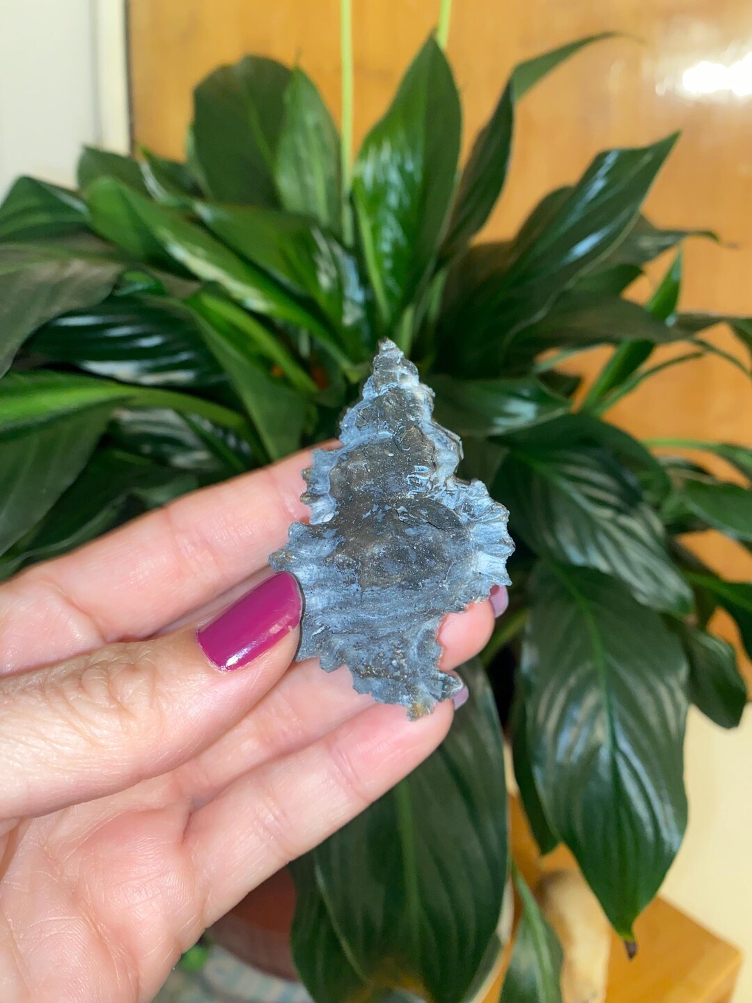 Blue and Black Fossil Murex Shell From Florida - Etsy