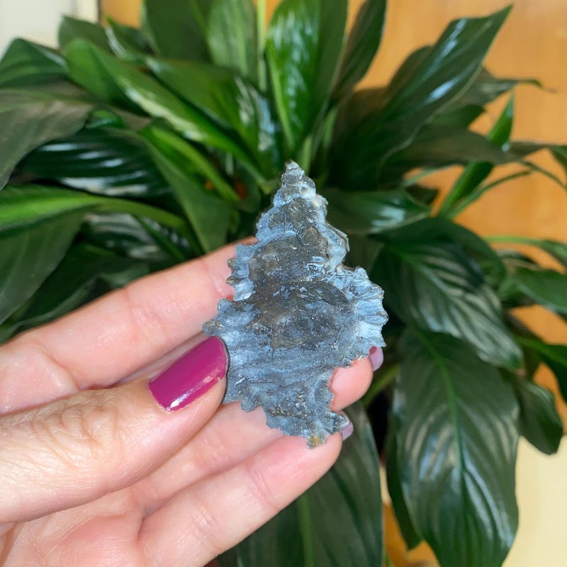 Murex Shell - Etsy