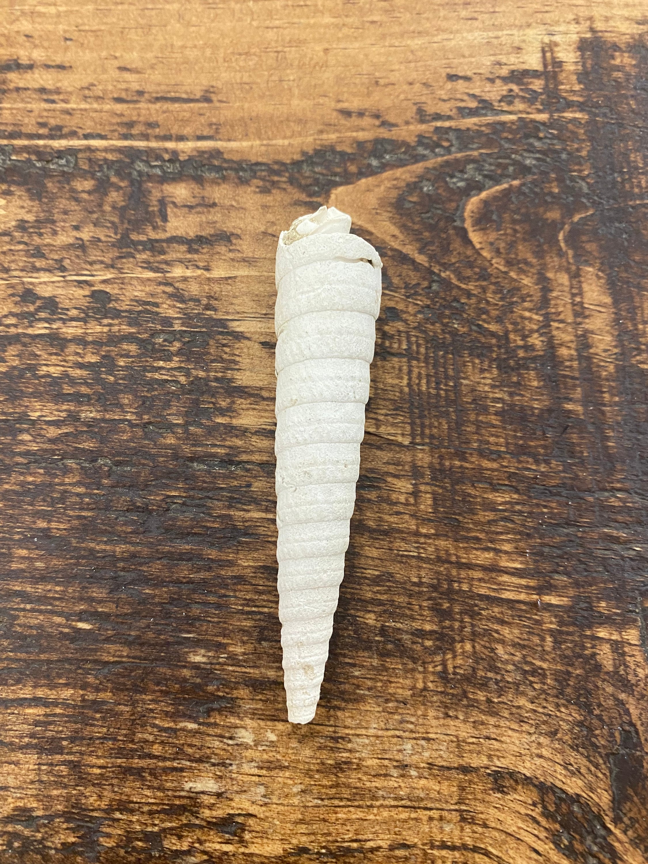 Flame Auger Fossil Shell From Florida - Etsy Canada