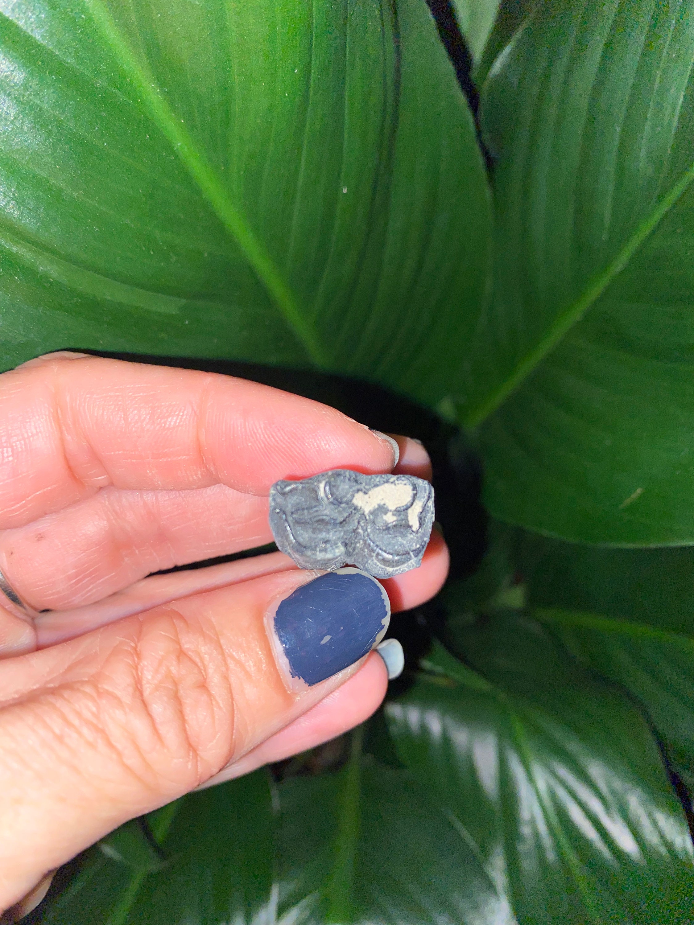 Fossilized Horse Tooth Extinct Three Toed Horse - Etsy