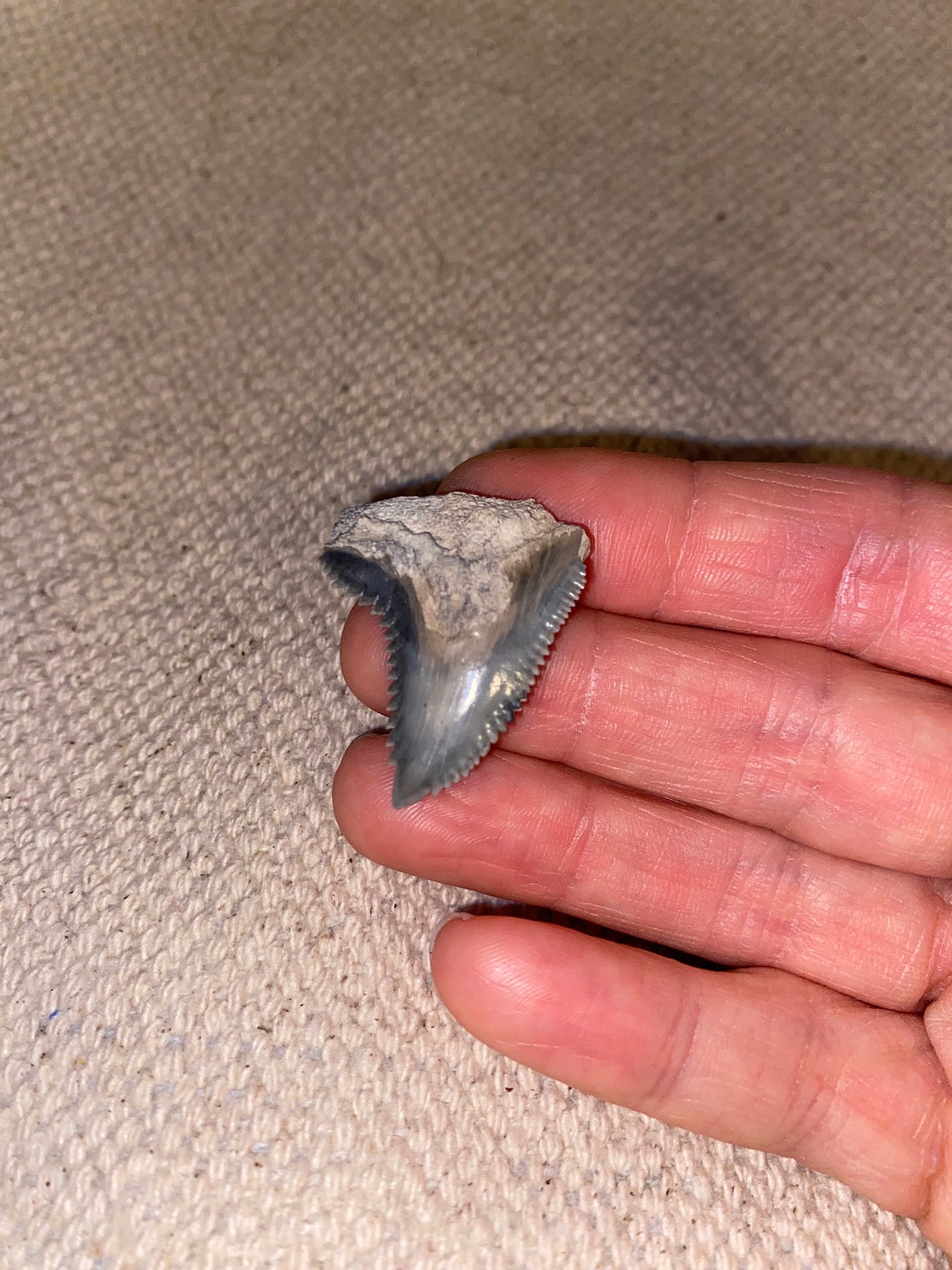 Bone Valley Hemipristis Serra Shark Tooth Fossil - Etsy