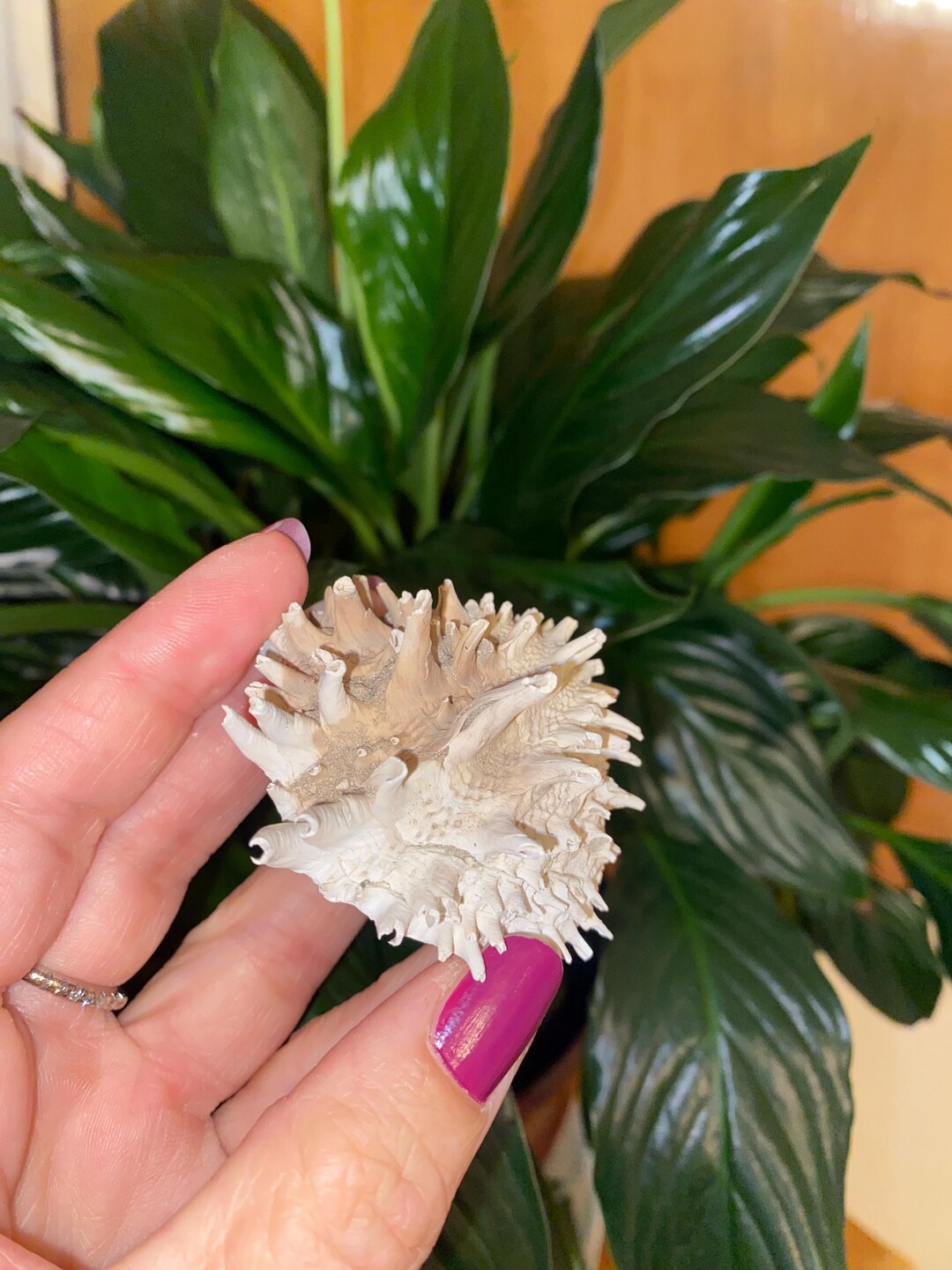 Spiny Jewel Box Shell Fossil - Florida - Etsy