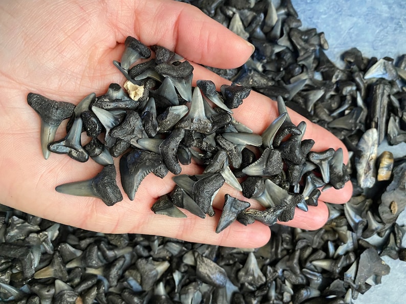 50 Small Fossil Shark Teeth - Etsy