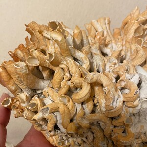 Large Cluster of Fossil Worm Snails - Rare - Etsy